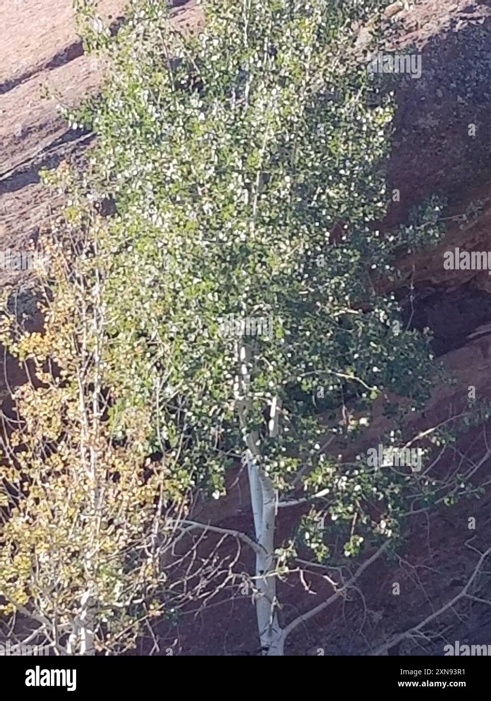 trembling aspen (Populus tremuloides) Plantae Stock Photo - Alamy