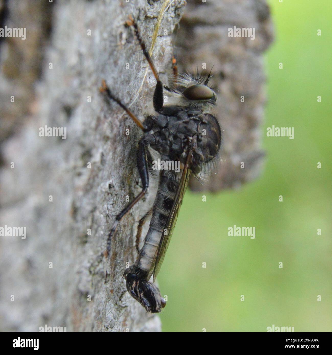 Northeastern Hammertail (Efferia aestuans) Insecta Stock Photo - Alamy