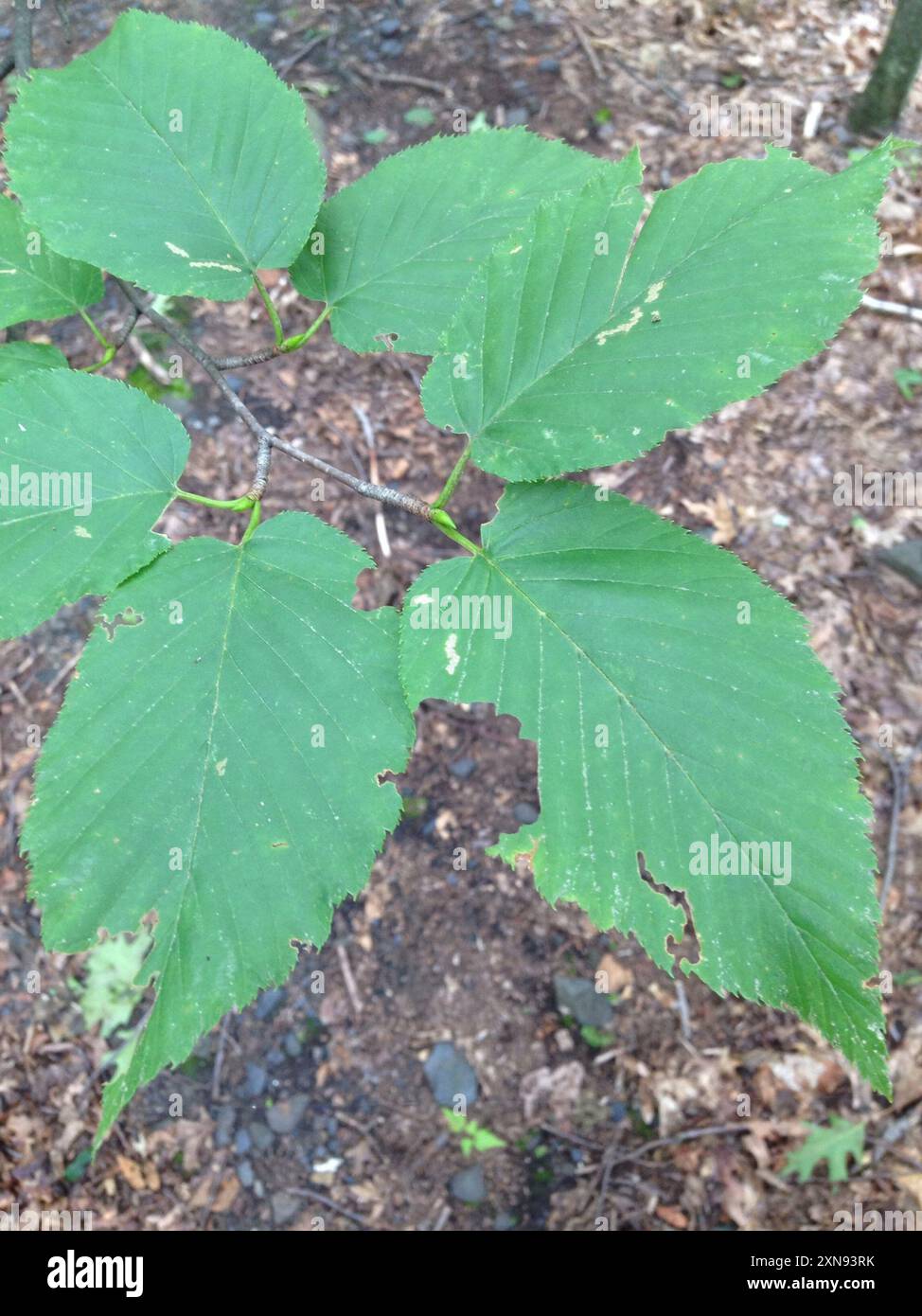 sweet birch (Betula lenta) Plantae Stock Photo - Alamy
