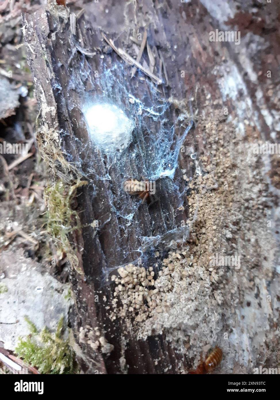 Callobius pictus hi-res stock photography and images - Alamy