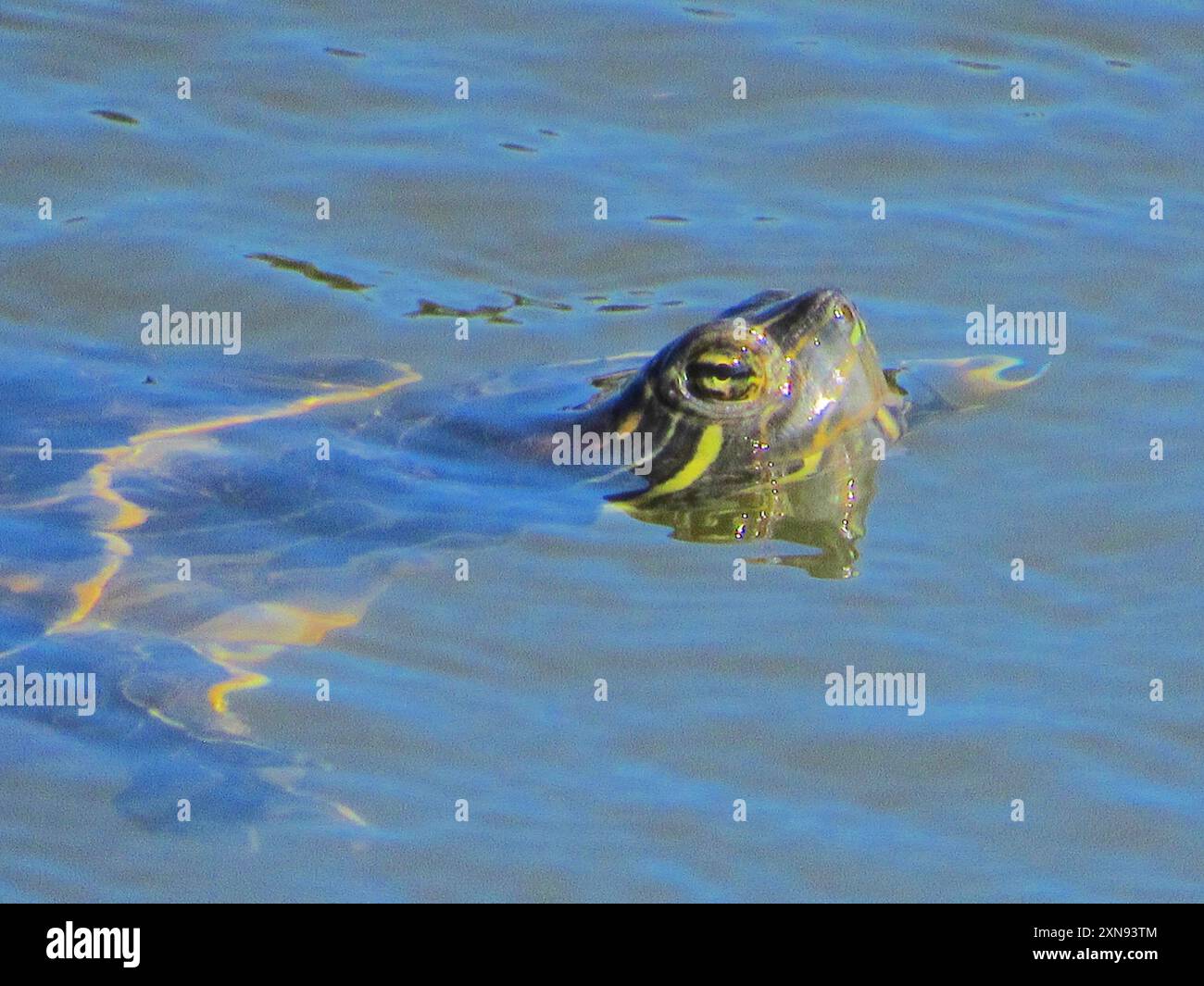Trachemys dorbigni dorbigni hi-res stock photography and images - Alamy