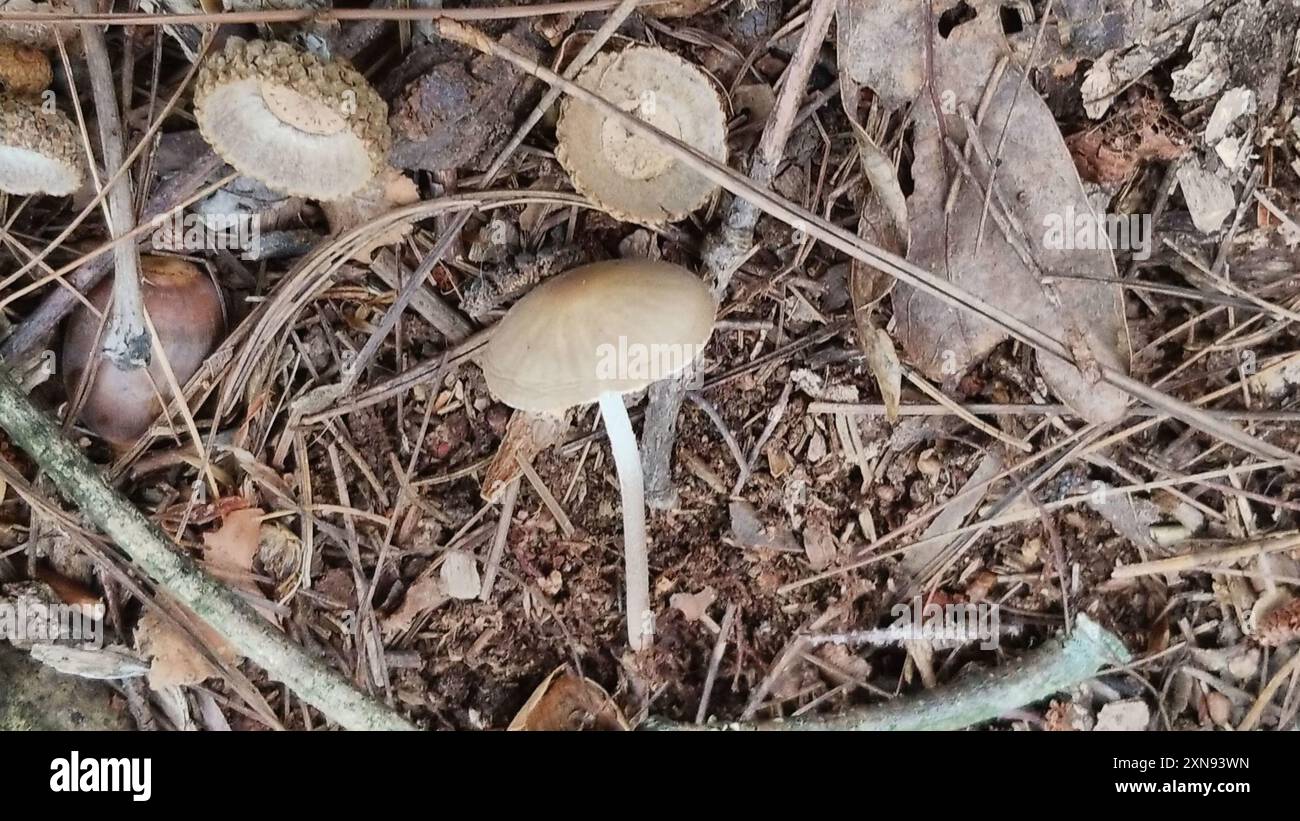 Tall Psathyrella (Psathyrella longipes) Fungi Stock Photo - Alamy