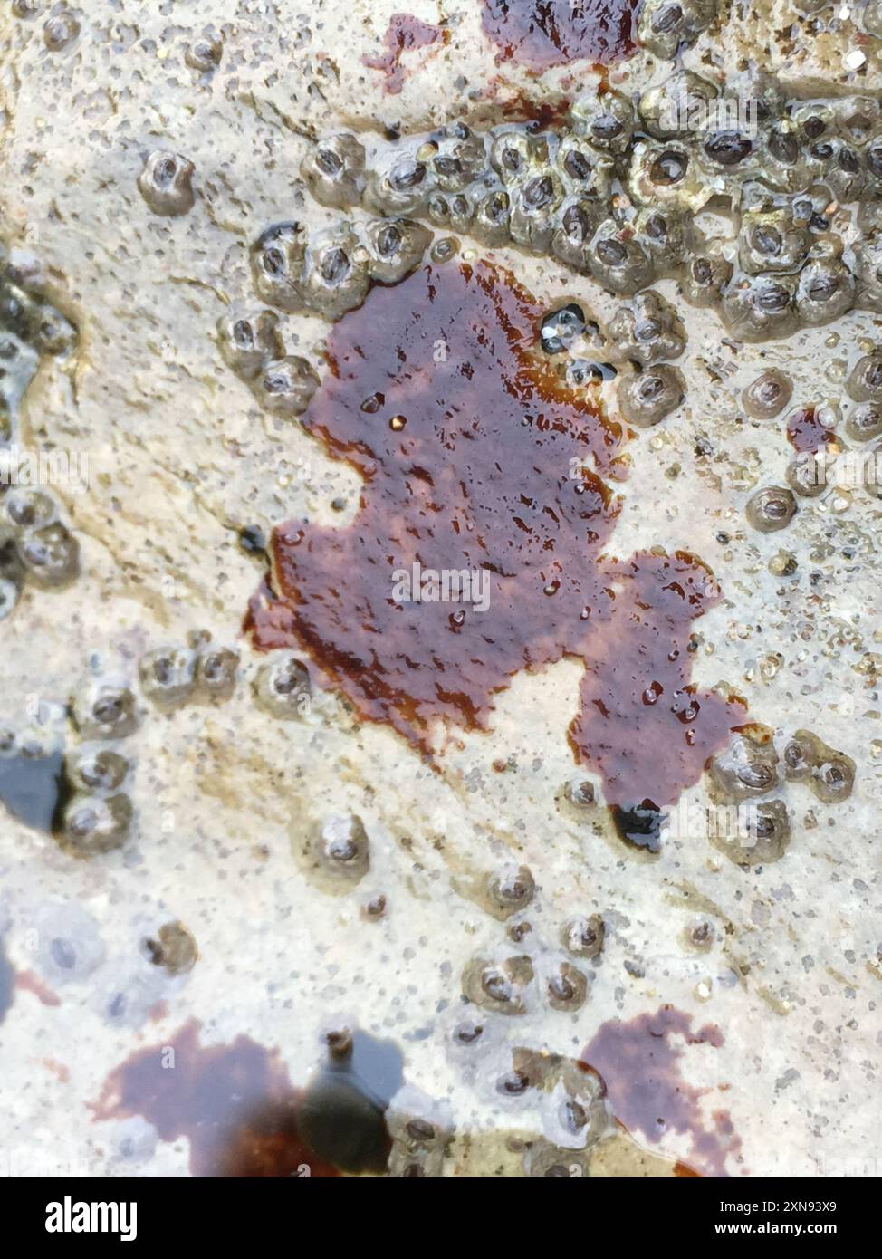 encrusting red algae (Hildenbrandia) Plantae Stock Photo - Alamy