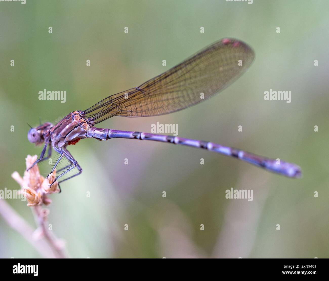 Damselflies (Zygoptera) Insecta Stock Photo - Alamy