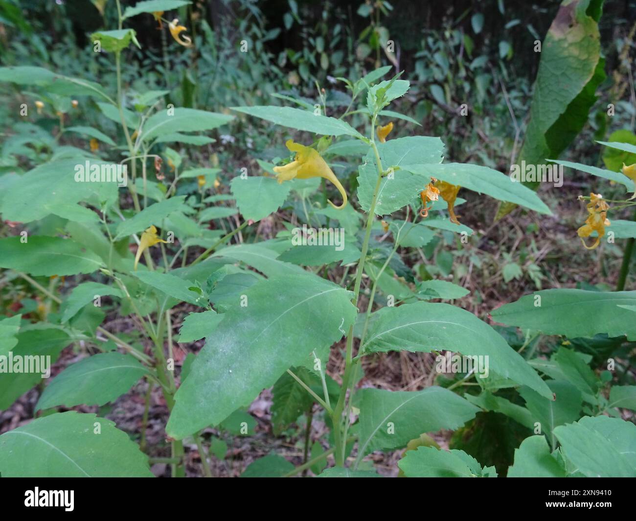 Touch-me-not Balsam (Impatiens noli-tangere) Plantae Stock Photo - Alamy