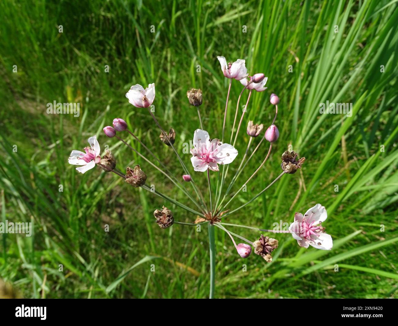 Flowering-rush (Butomus umbellatus) Plantae Stock Photo - Alamy
