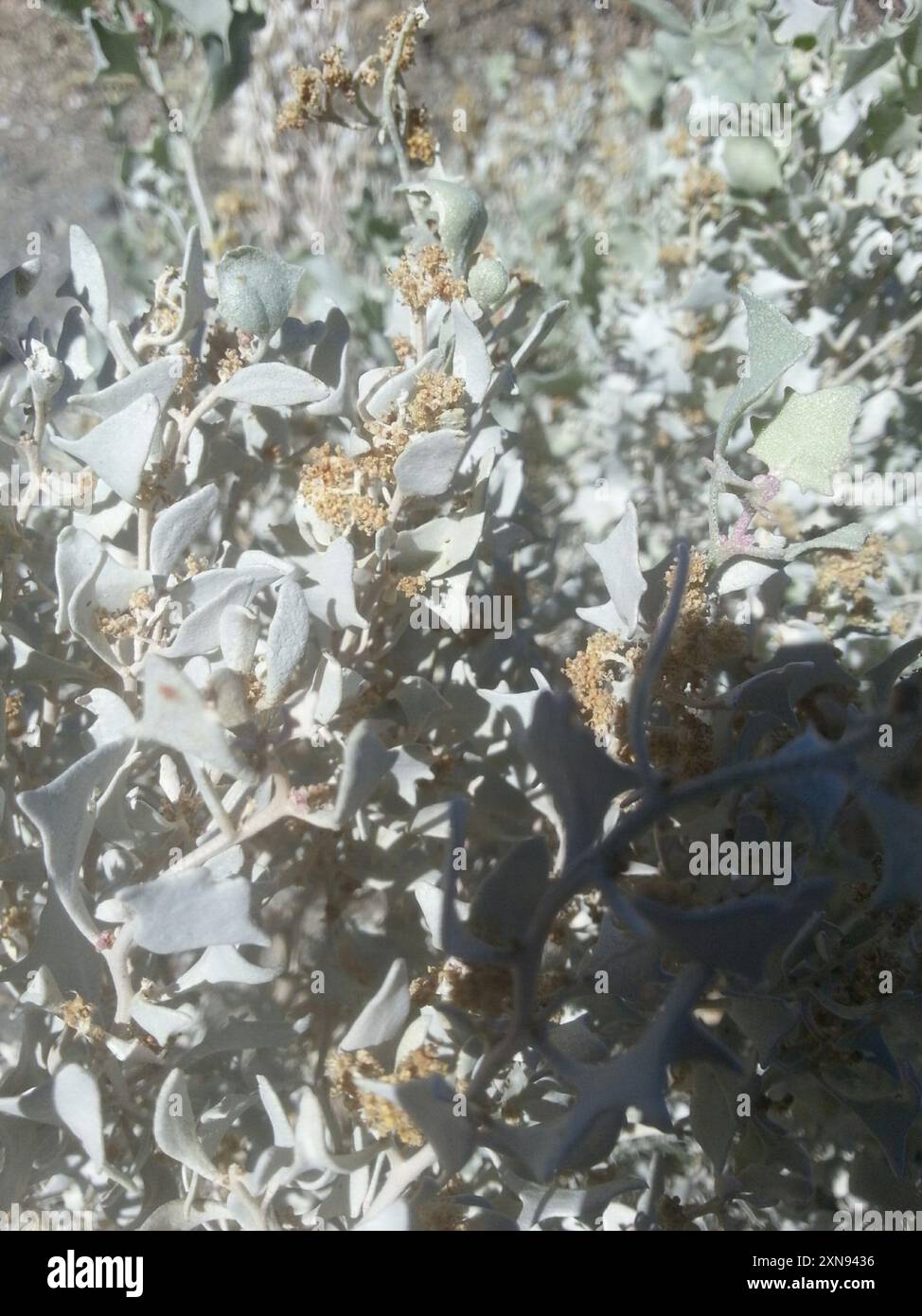Desert Holly (Atriplex hymenelytra) Plantae Stock Photo - Alamy