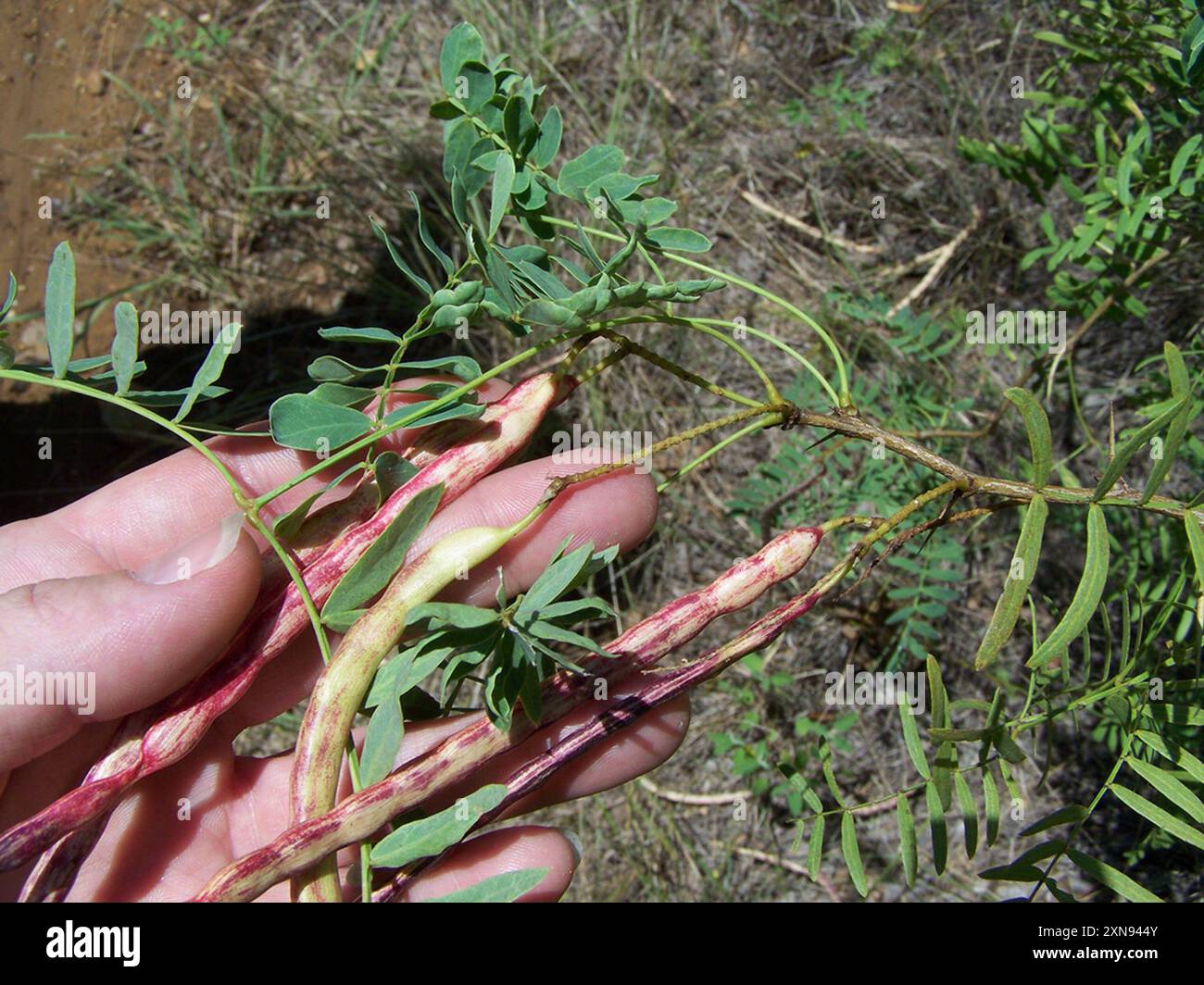 Acacias, Mimosas, mesquites, and allies (Mimosoideae) Plantae Stock ...