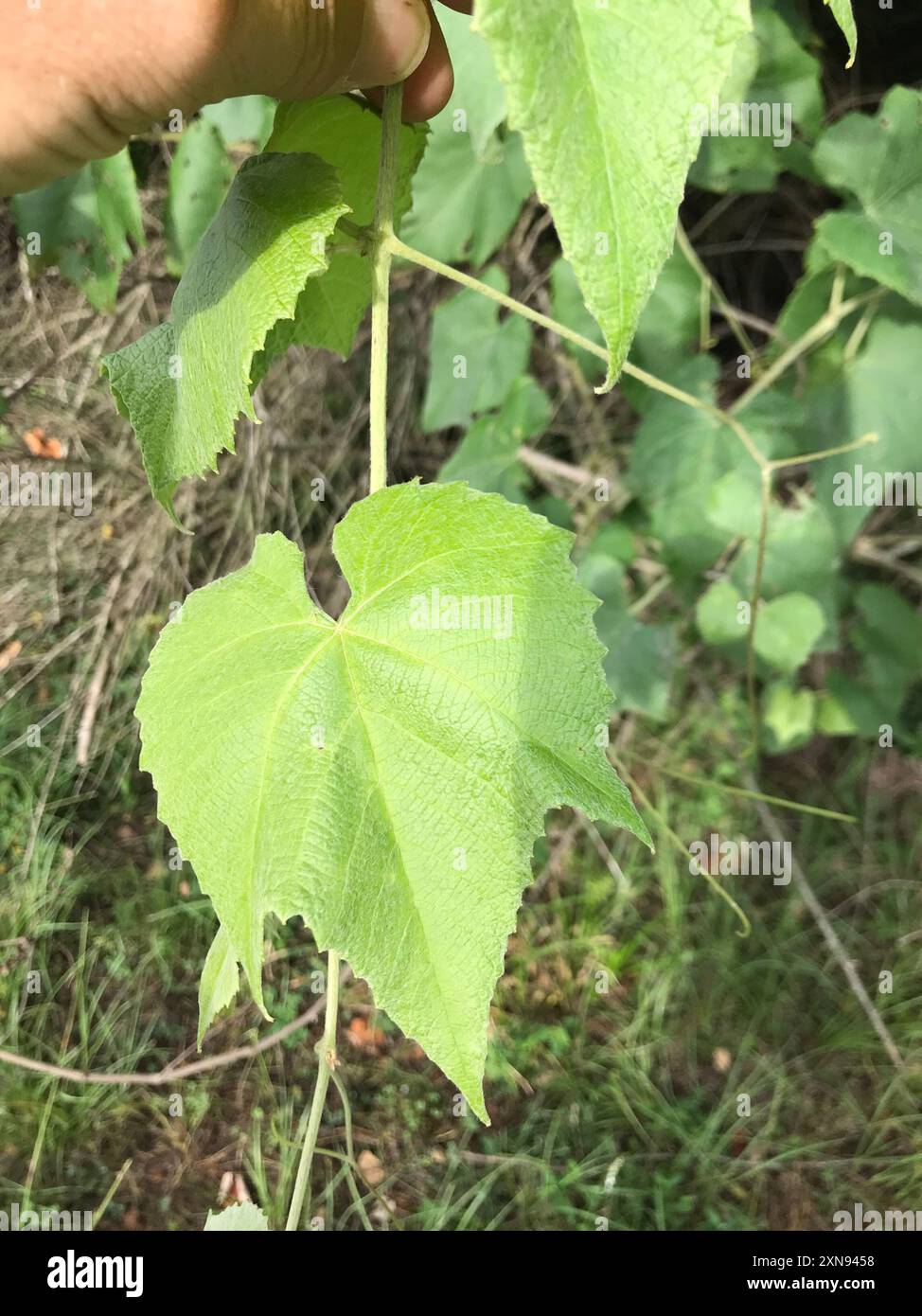 graybark grape (Vitis cinerea) Plantae Stock Photo - Alamy