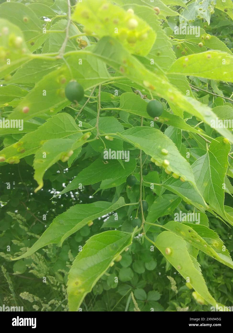 common hackberry (Celtis occidentalis) Plantae Stock Photo - Alamy
