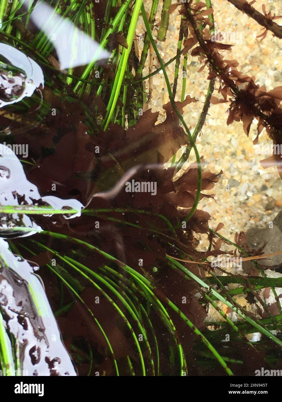 seagrass laver (Smithora naiadum) Plantae Stock Photo - Alamy