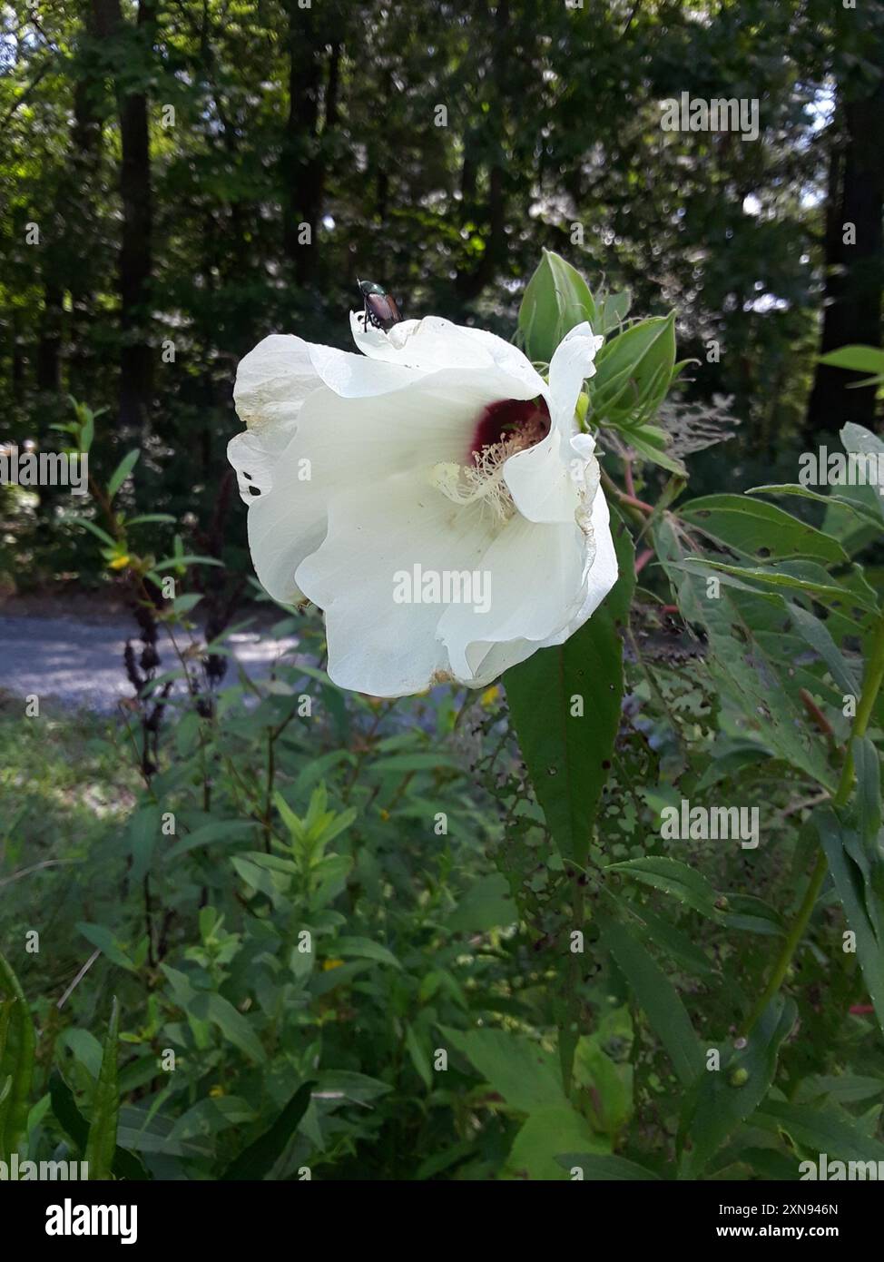 swamp rose mallow (Hibiscus moscheutos) Plantae Stock Photo - Alamy