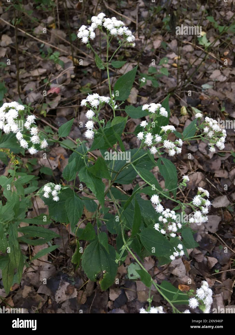white snakeroot (Ageratina altissima) Plantae Stock Photo - Alamy