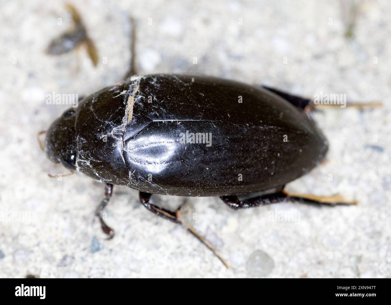 Giant Water Scavenger Beetle (Hydrophilus triangularis) Insecta Stock ...