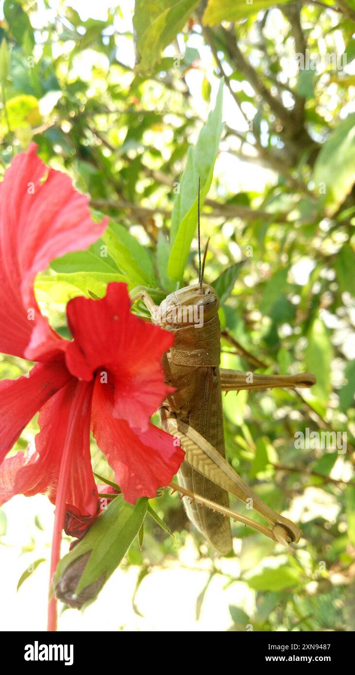 Giant Grasshopper (Valanga irregularis) Insecta Stock Photo - Alamy