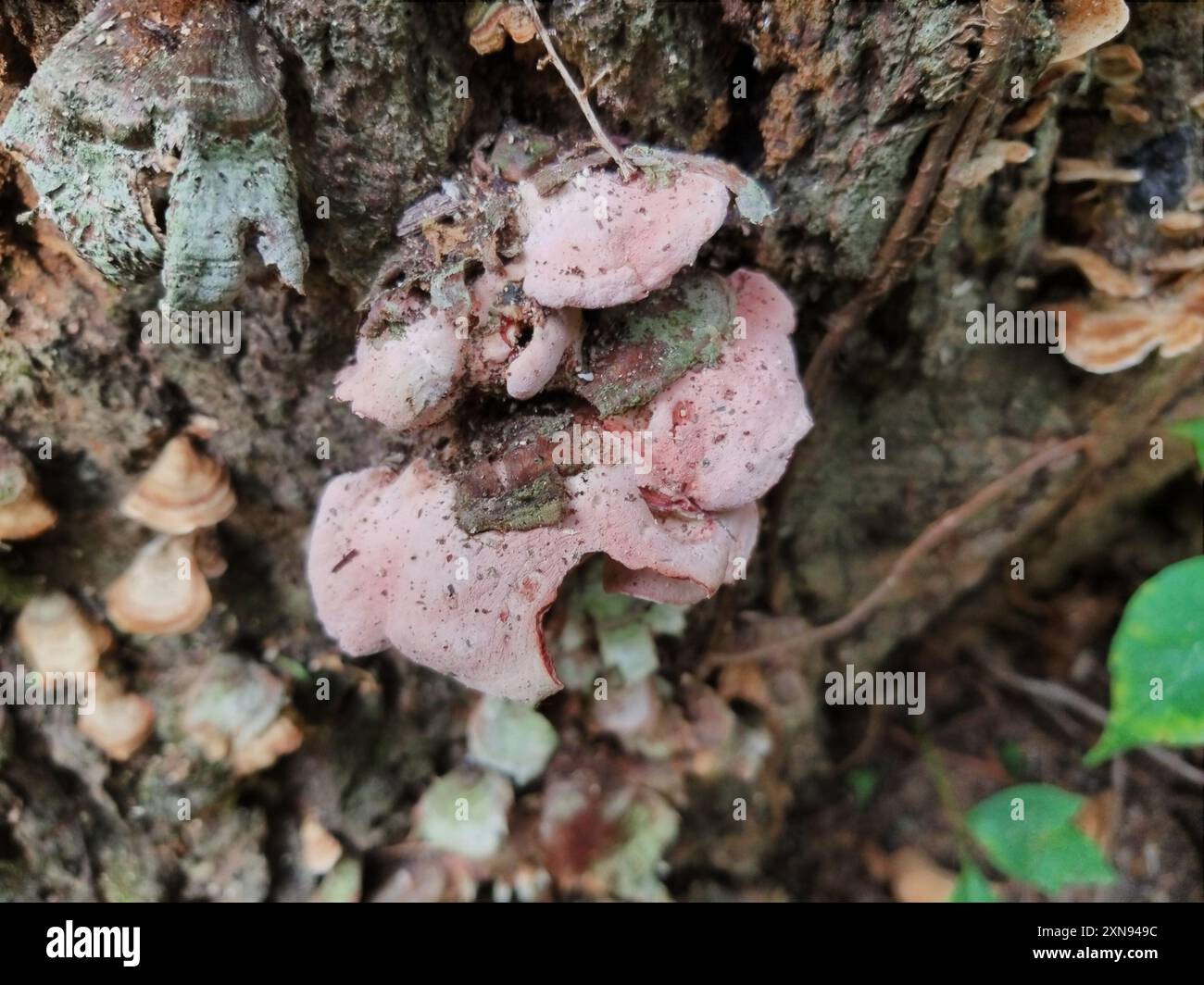 Coral pink merulius hi-res stock photography and images - Alamy