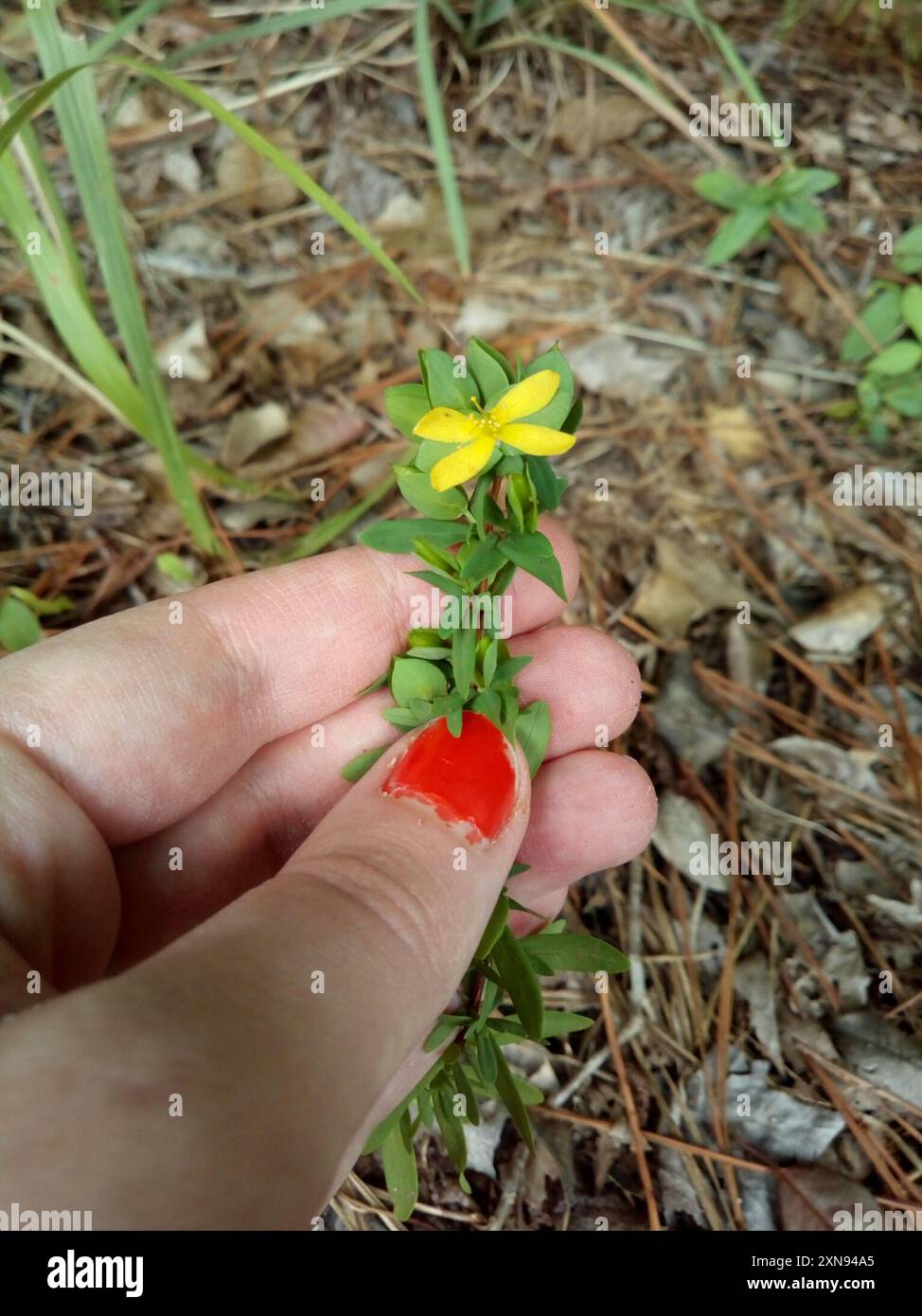 St. Andrew's cross (Hypericum hypericoides) Plantae Stock Photo - Alamy
