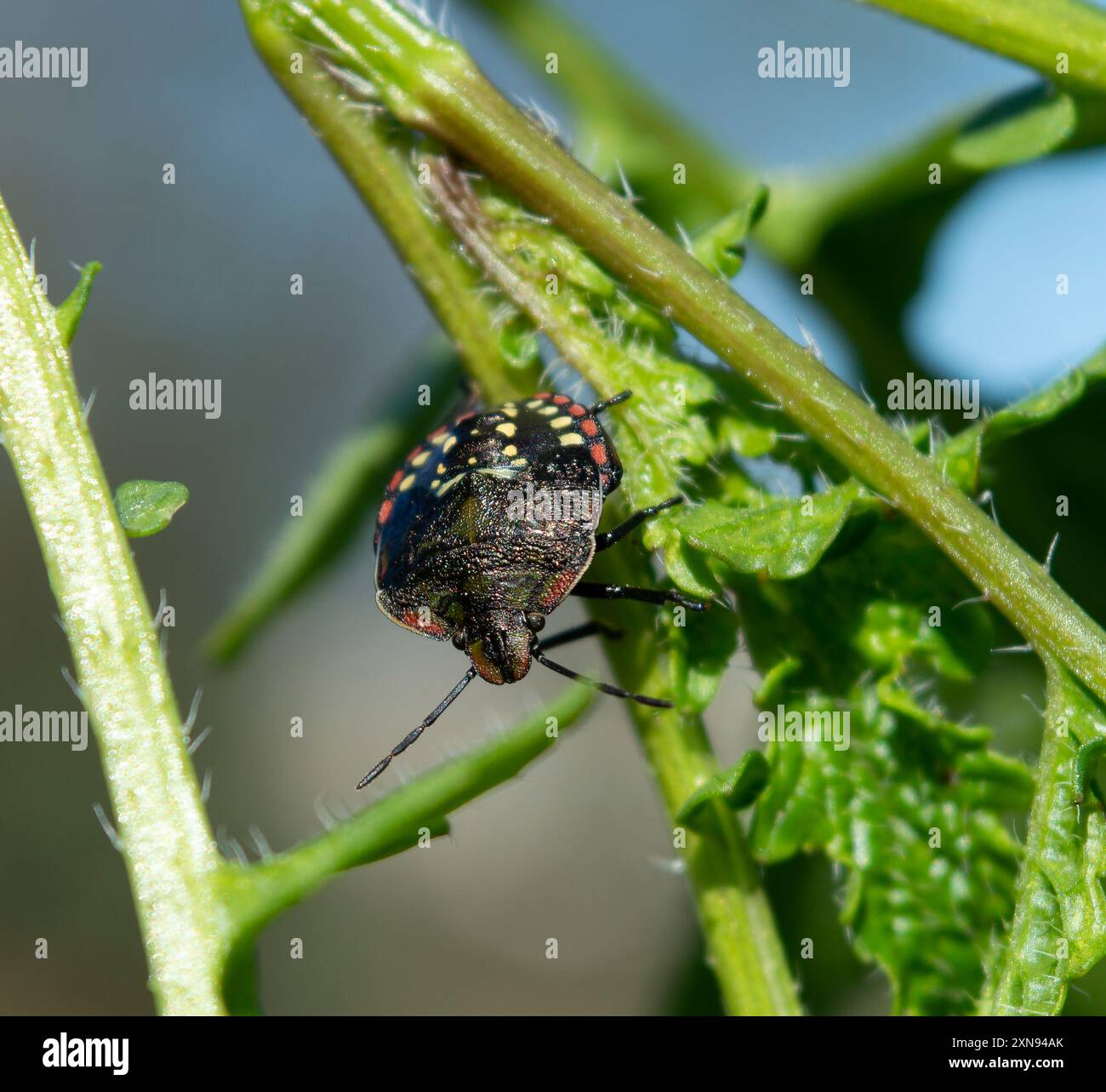 Southern Green Stink Bug (Nezara viridula) Insecta Stock Photo - Alamy