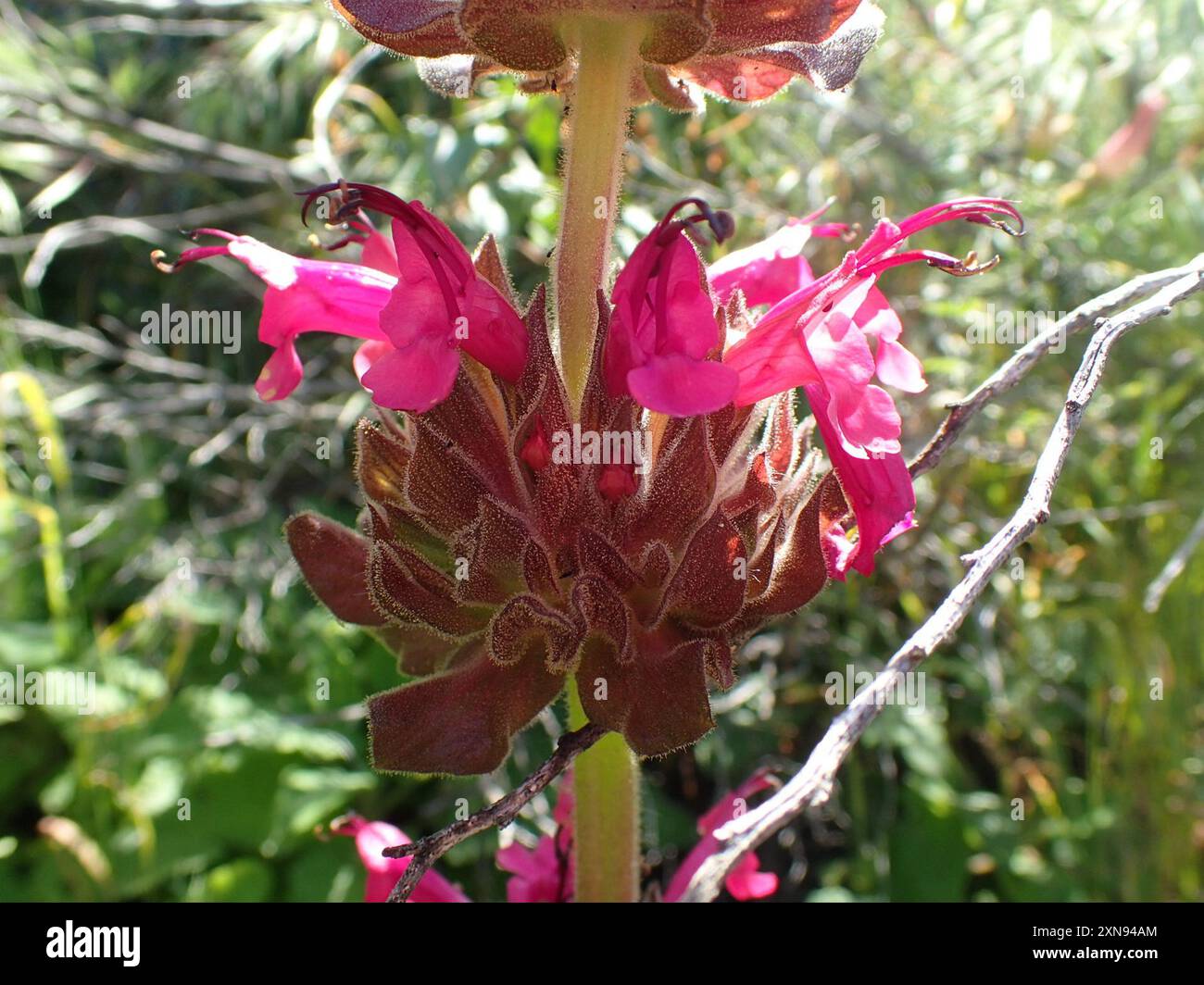 Hummingbird Sage (Salvia spathacea) Plantae Stock Photo - Alamy