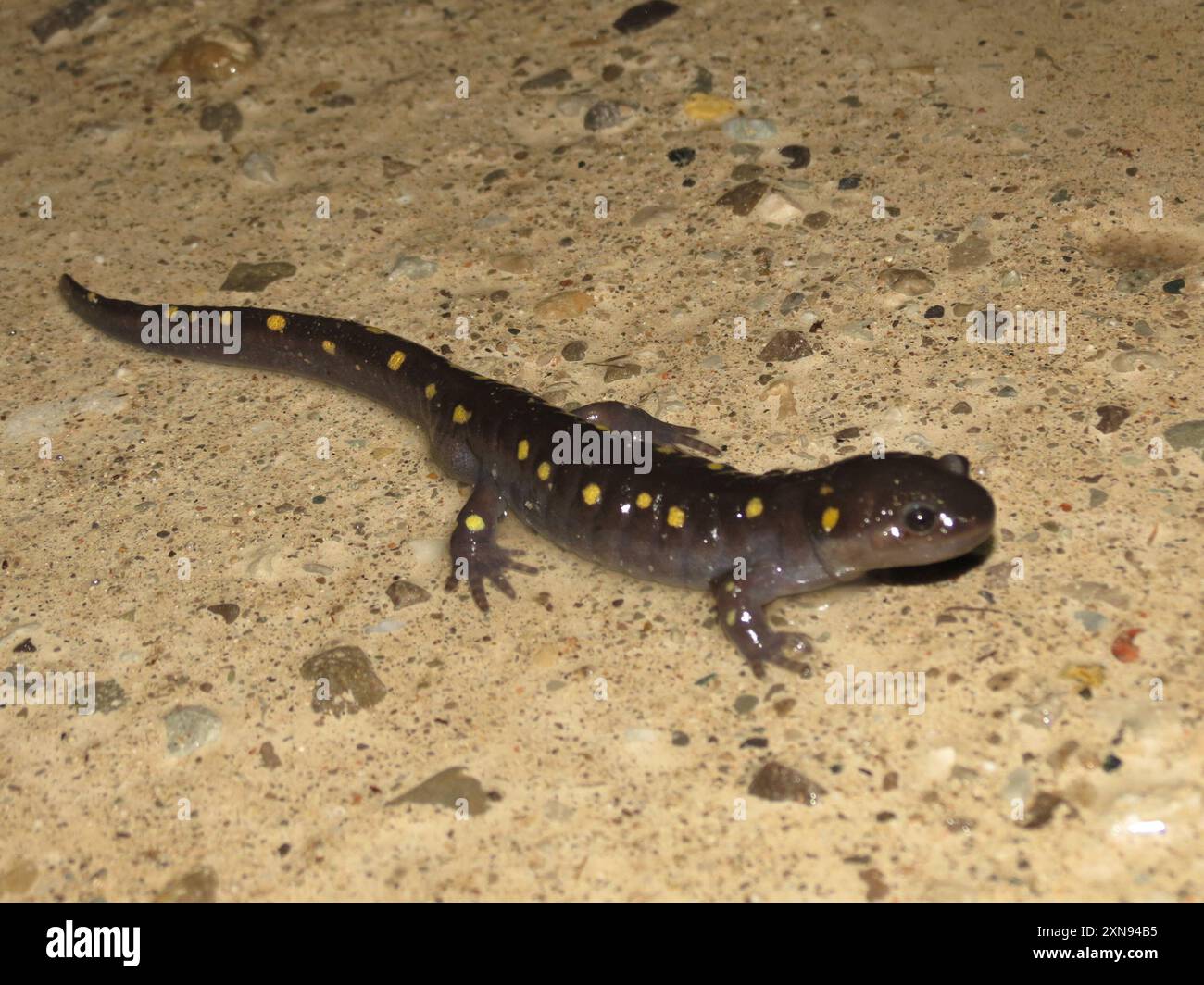 Spotted Salamander (Ambystoma maculatum) Amphibia Stock Photo - Alamy