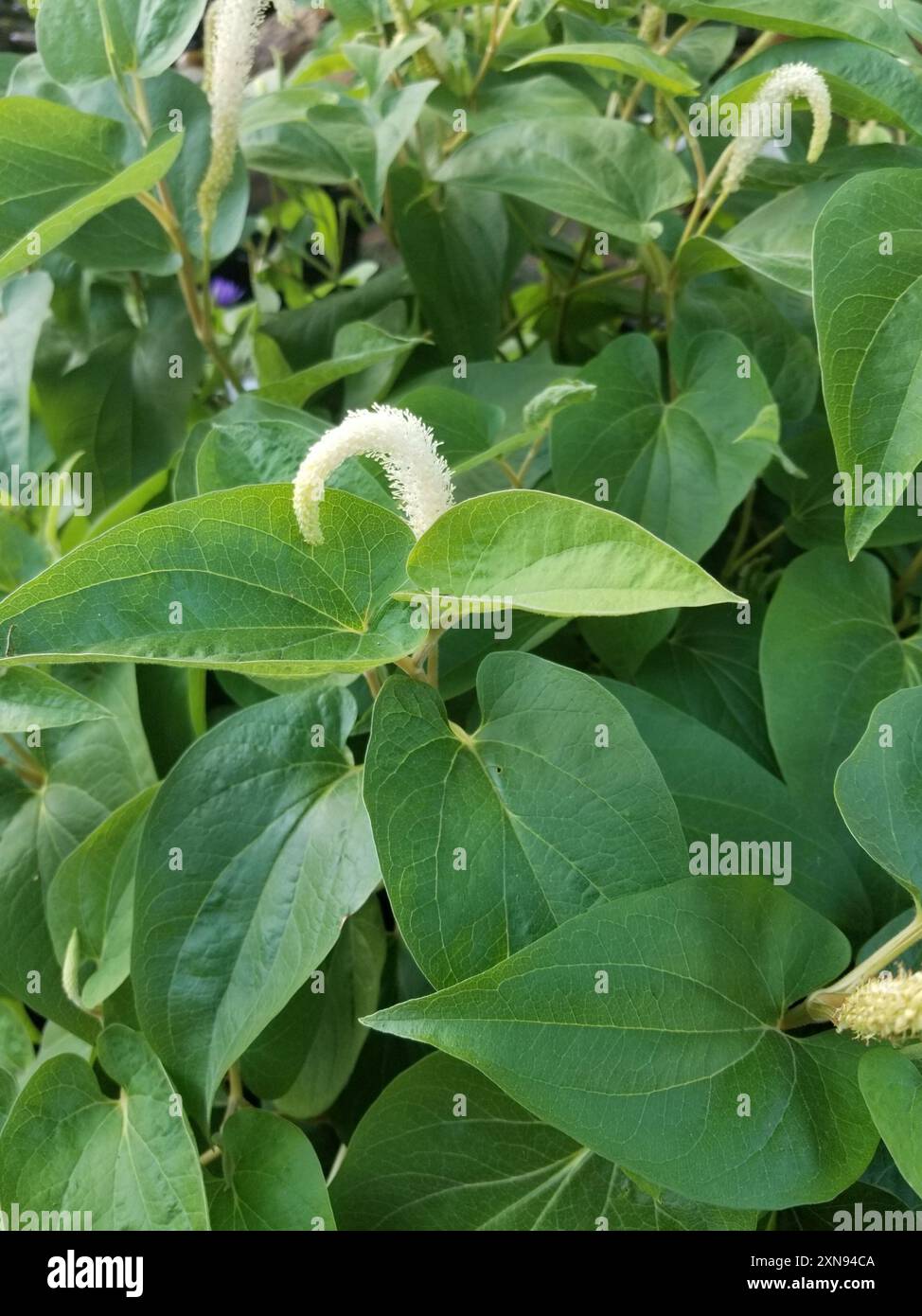 lizard's tail (Saururus cernuus) Plantae Stock Photo - Alamy