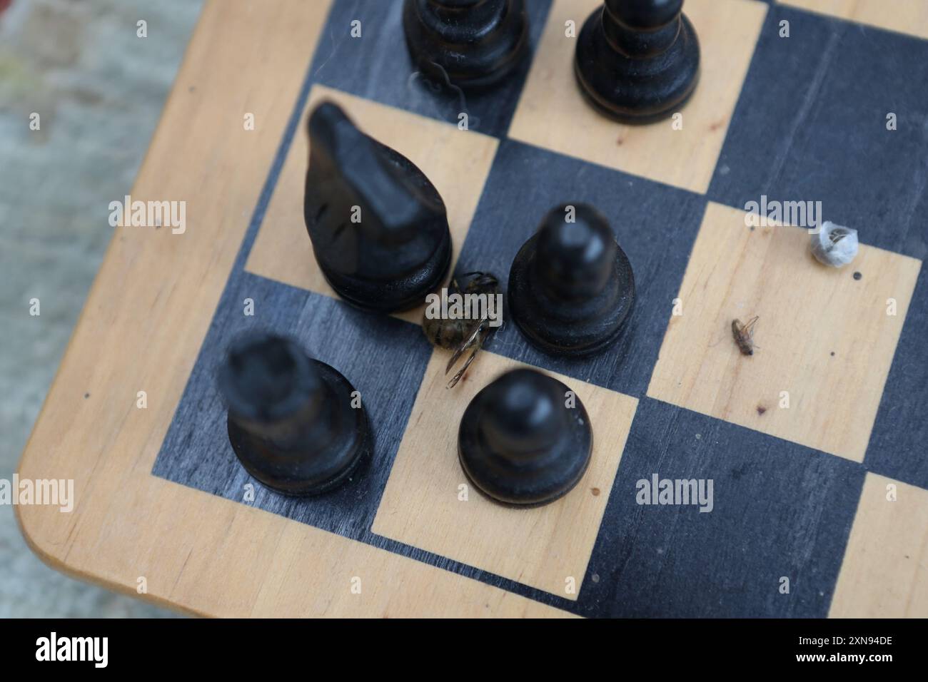 Chess board chess game chess pieces with dead wasp - concept thinking ...