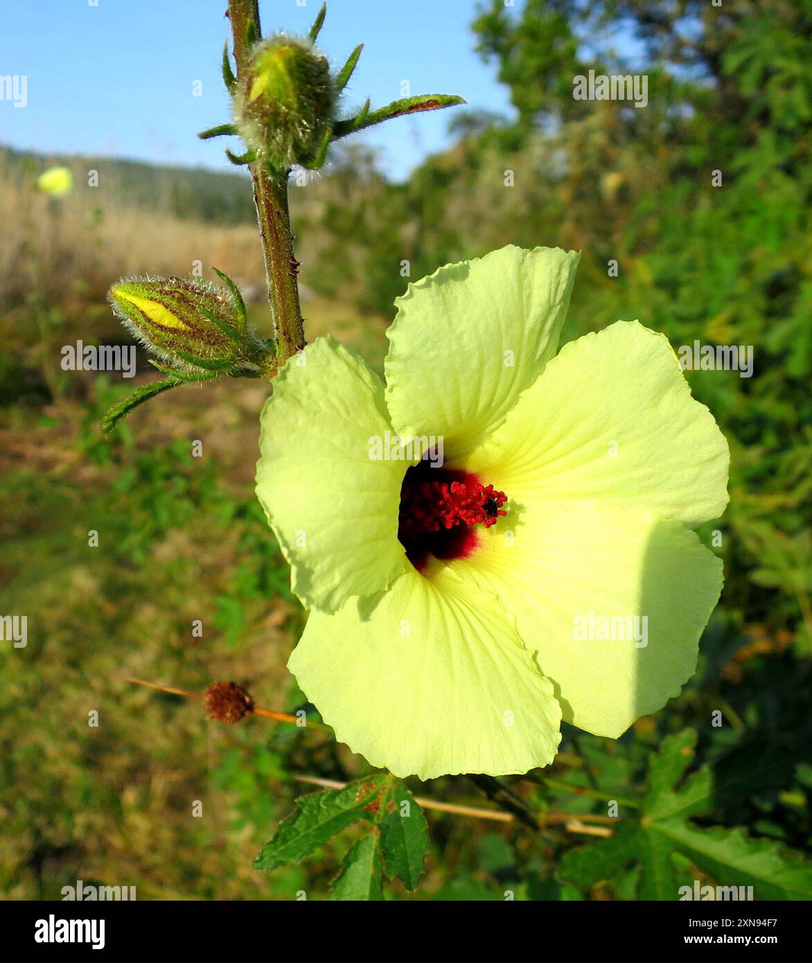 Prickly Tree Hibiscus (Hibiscus diversifolius diversifolius) Plantae ...