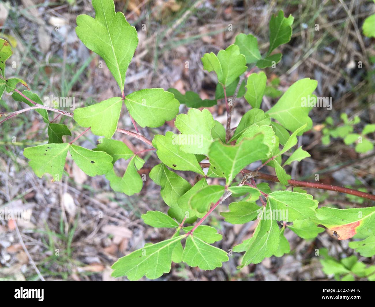 fragrant sumac (Rhus aromatica) Plantae Stock Photo - Alamy
