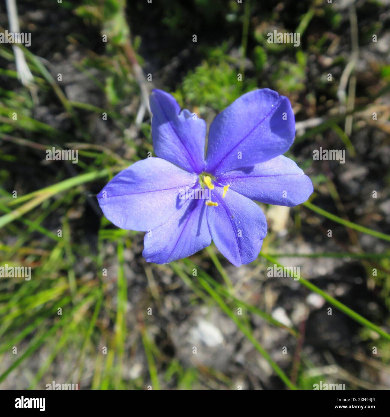 Aristea africana hi-res stock photography and images - Alamy