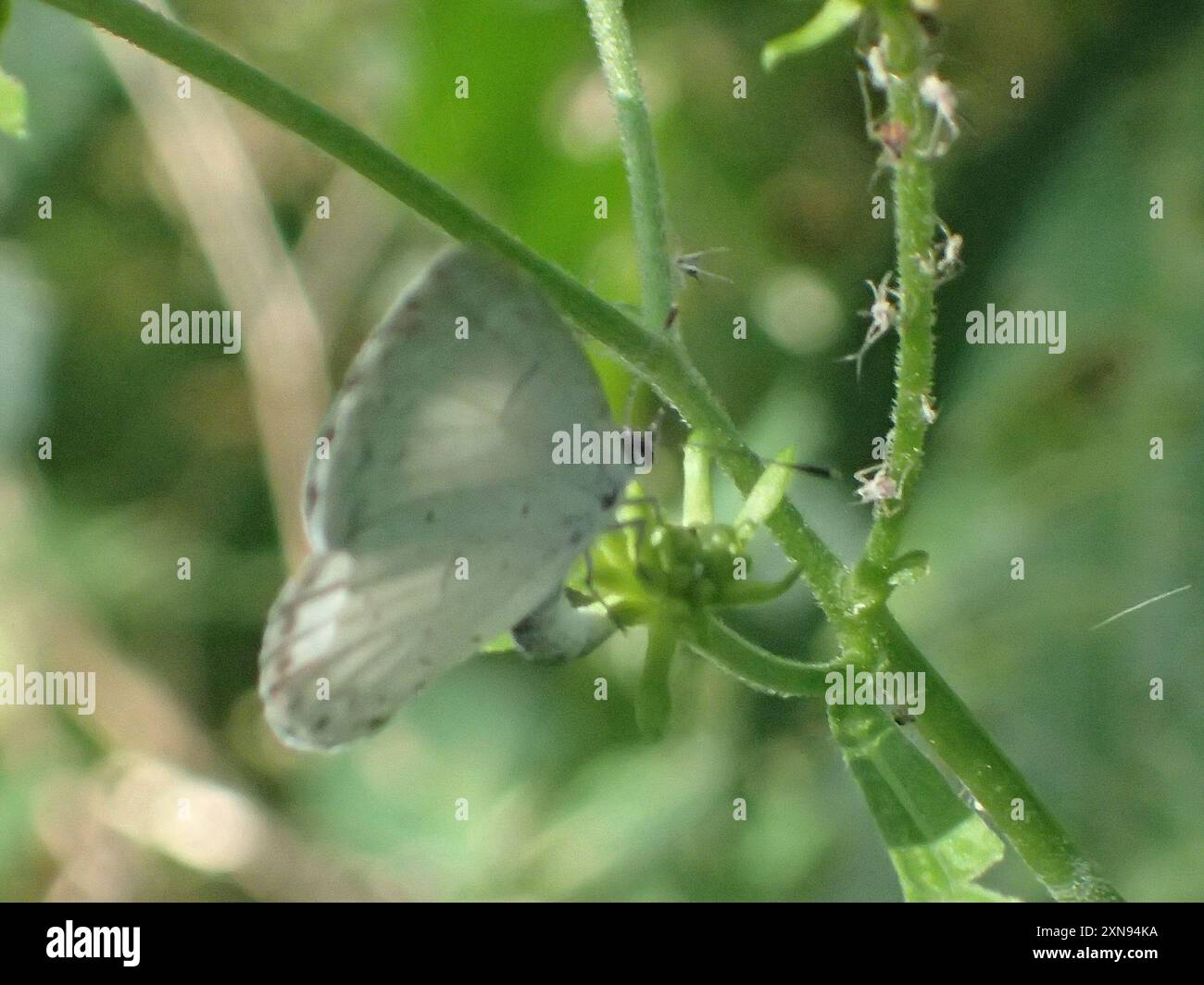Summer Azure (Celastrina neglecta) Insecta Stock Photo - Alamy