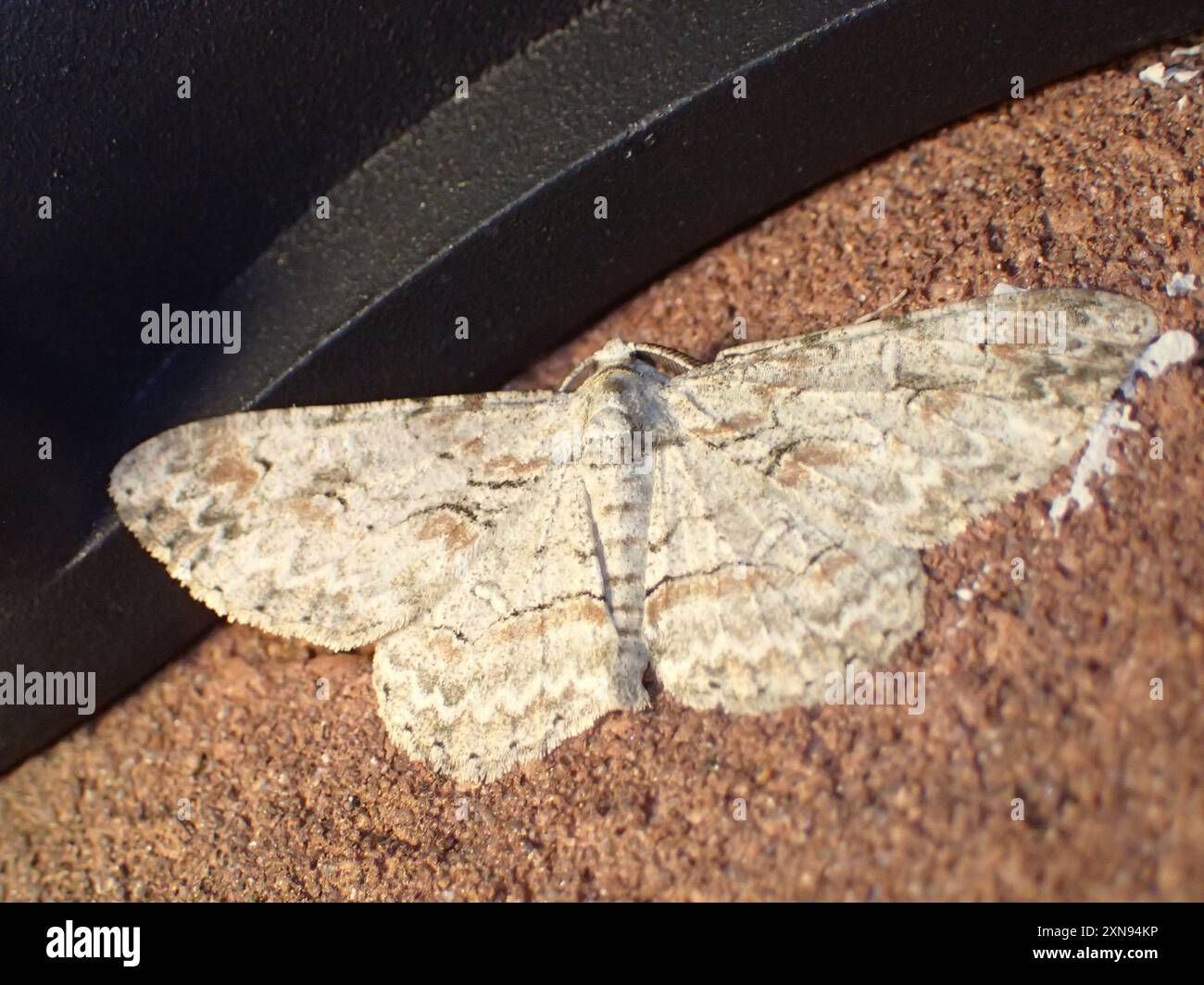 Brown-shaded Gray (Iridopsis defectaria) Insecta Stock Photo - Alamy