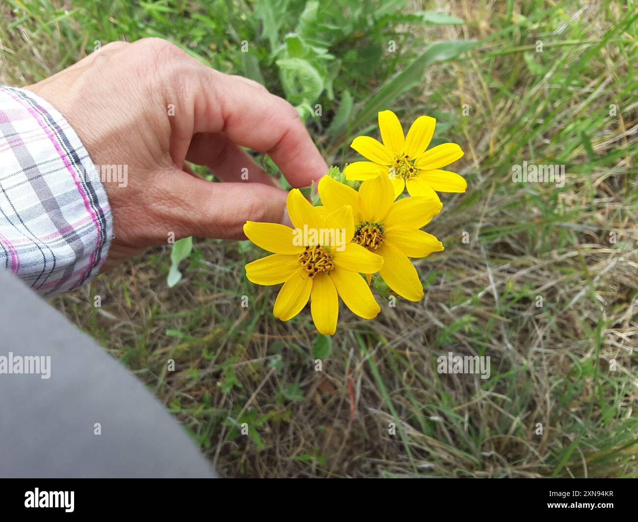 Engelmann daisy (Engelmannia peristenia) Plantae Stock Photo - Alamy