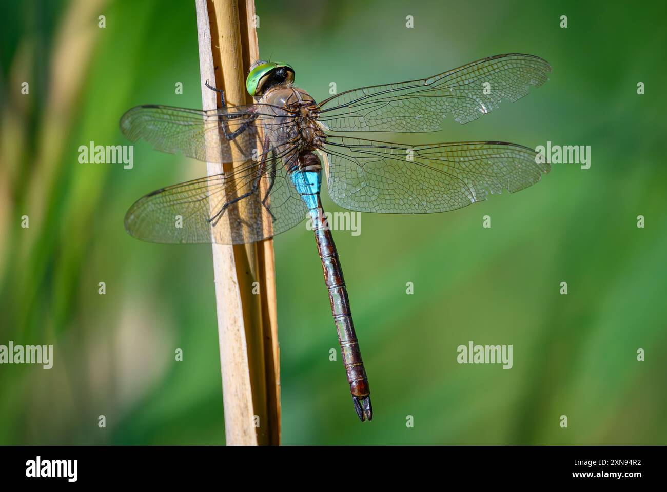 30 July 2024, Brandenburg, Petersdorf: A large dragonfly (Anisoptera ...