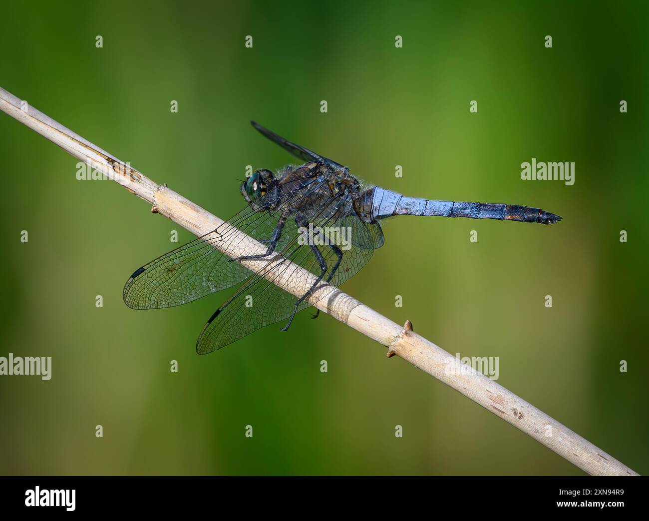 30 July 2024, Brandenburg, Petersdorf: A large dragonfly (Anisoptera ...