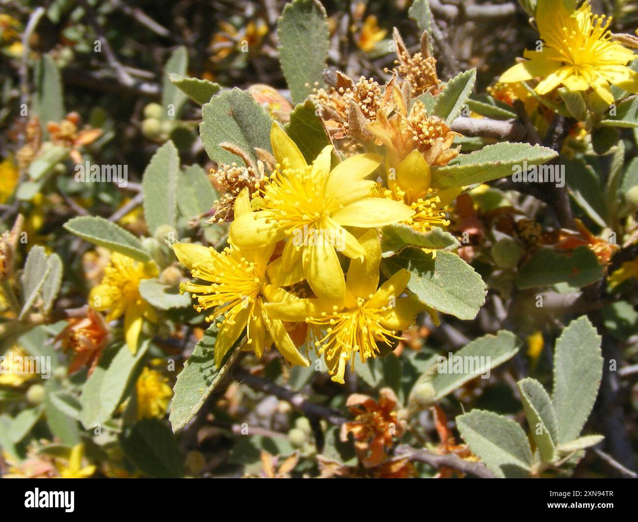 Velvet Raisin (Grewia flava) Plantae Stock Photo - Alamy