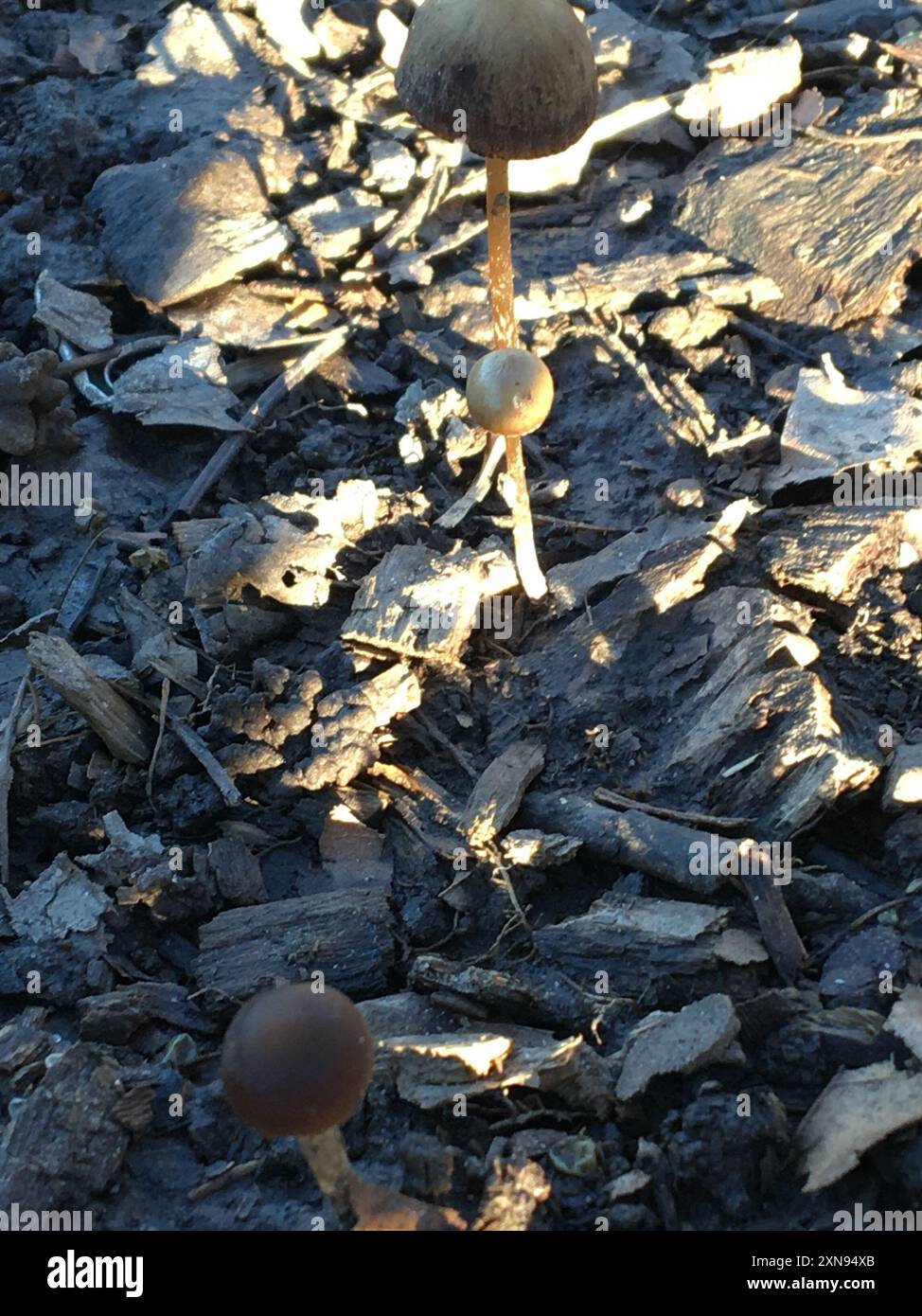 conical brittlestem (Parasola conopilea) Fungi Stock Photo - Alamy