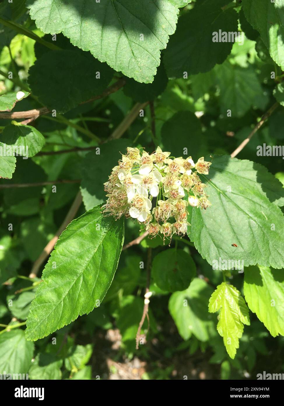 common ninebark (Physocarpus opulifolius) Plantae Stock Photo - Alamy