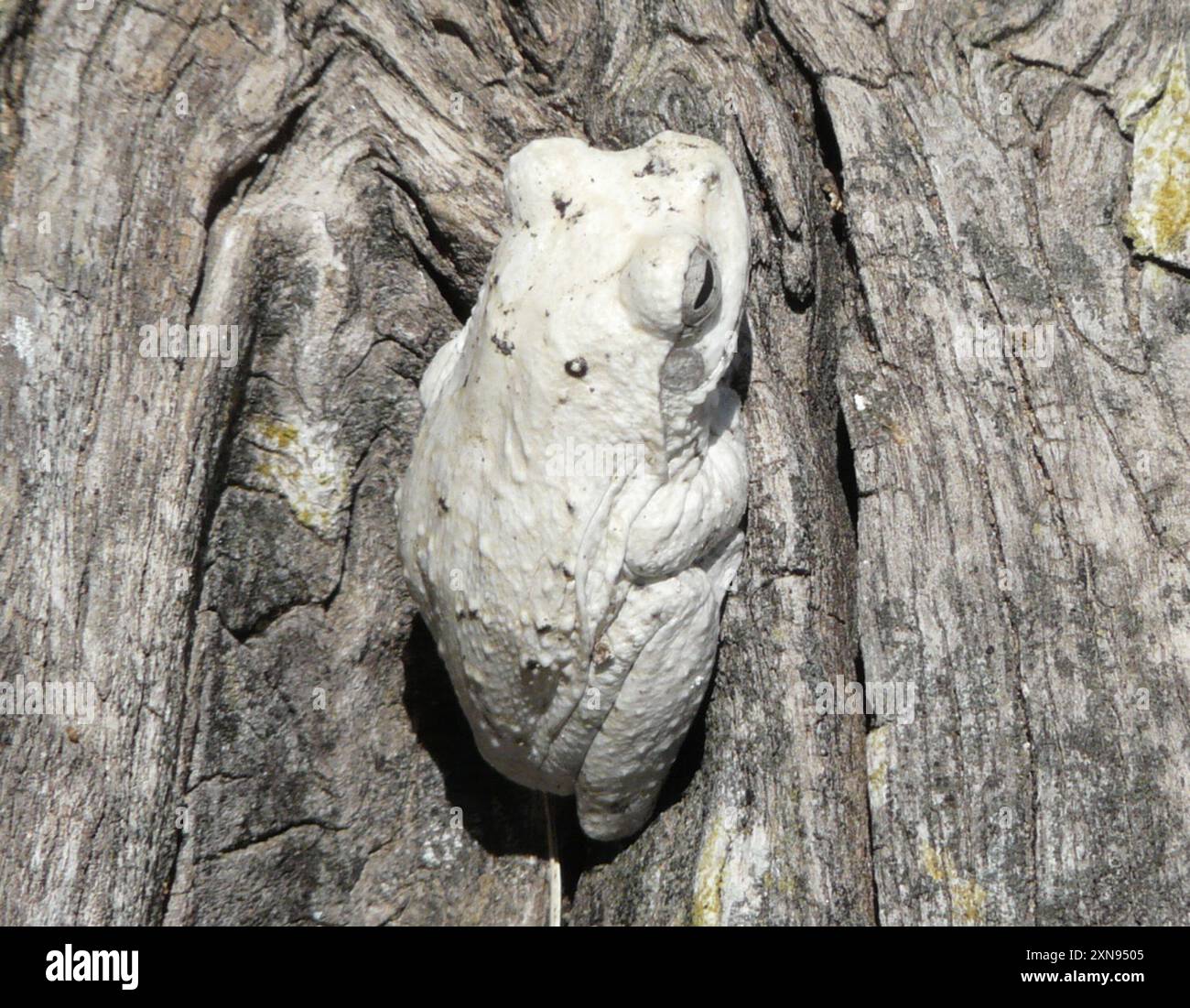 Foam nest frog chiromantis xerampelina hi-res stock photography and ...