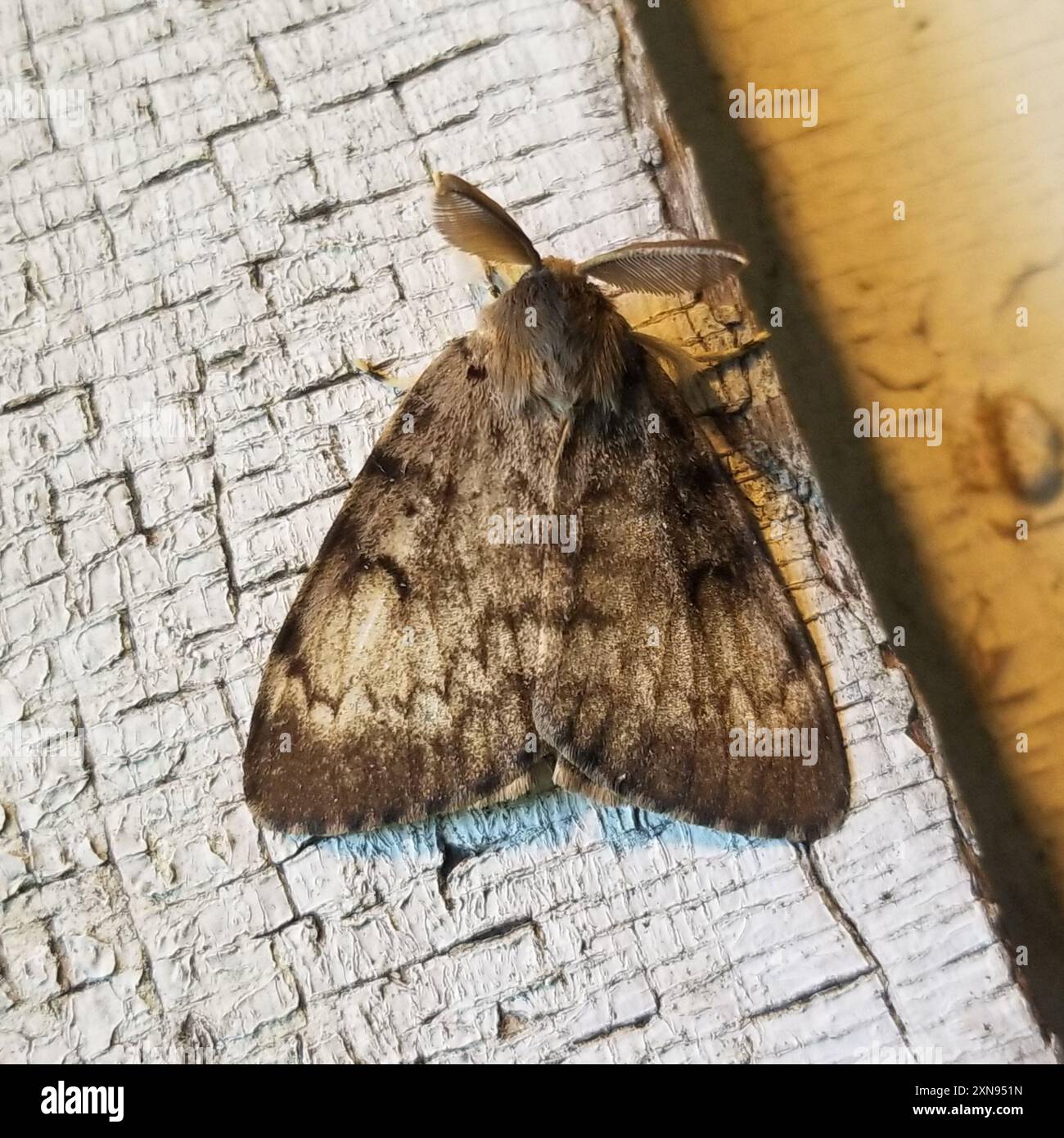 Spongy Moth (Lymantria dispar) Insecta Stock Photo - Alamy