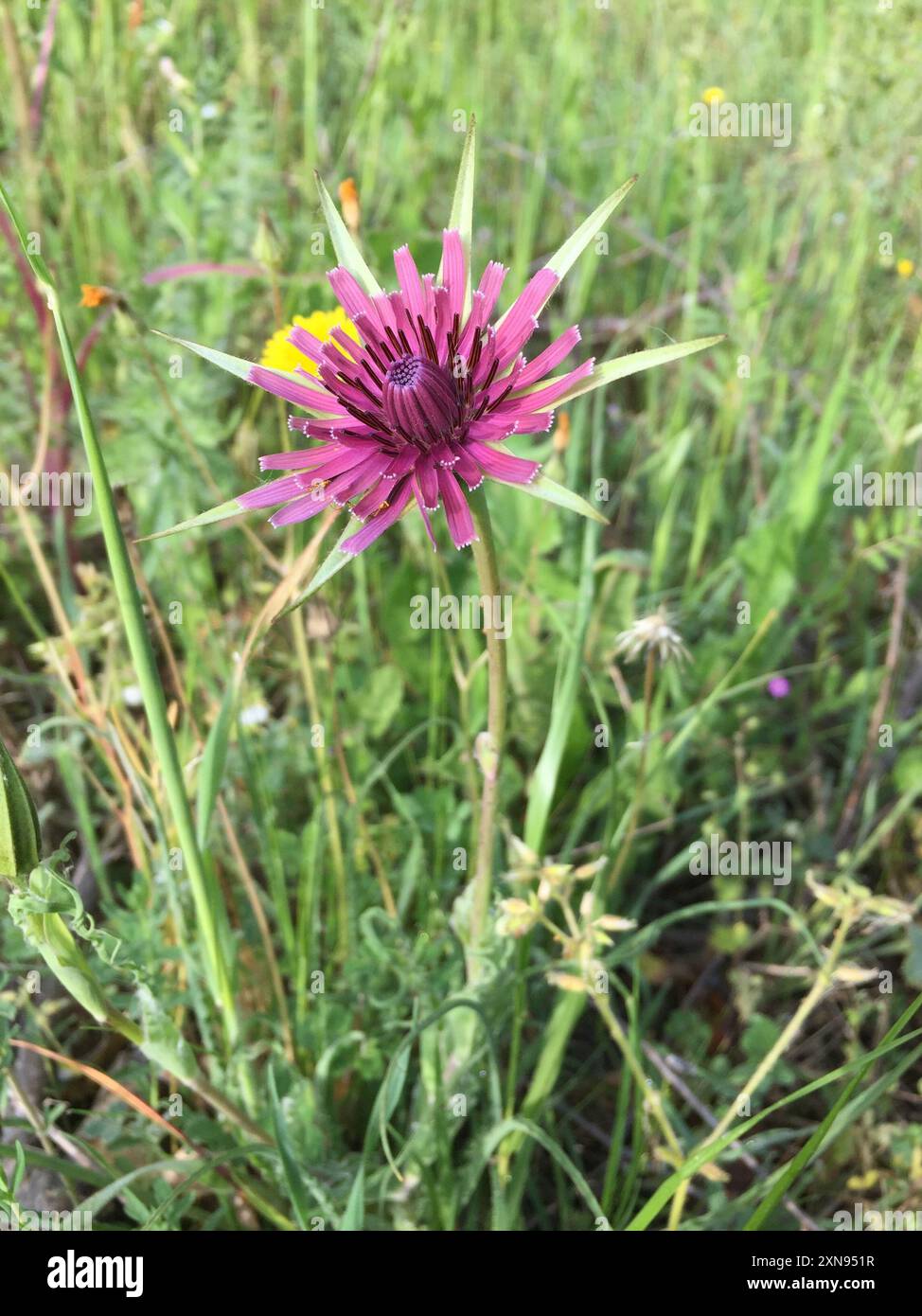 Salsifies (Tragopogon) Plantae Stock Photo - Alamy