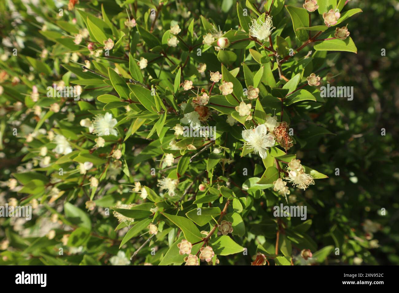 myrtle (Myrtus communis) Plantae Stock Photo - Alamy