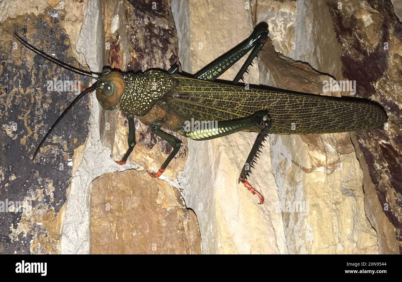 giant red-winged grasshopper (Tropidacris cristata) Insecta Stock Photo ...