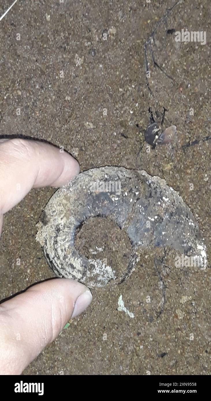 Kauri Snail (Paryphanta busbyi) Mollusca Stock Photo - Alamy