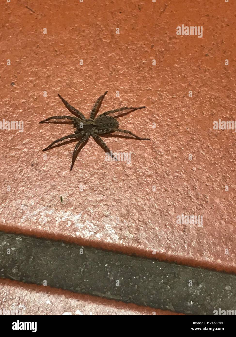 Fox Spiders (Alopecosa) Arachnida Stock Photo - Alamy