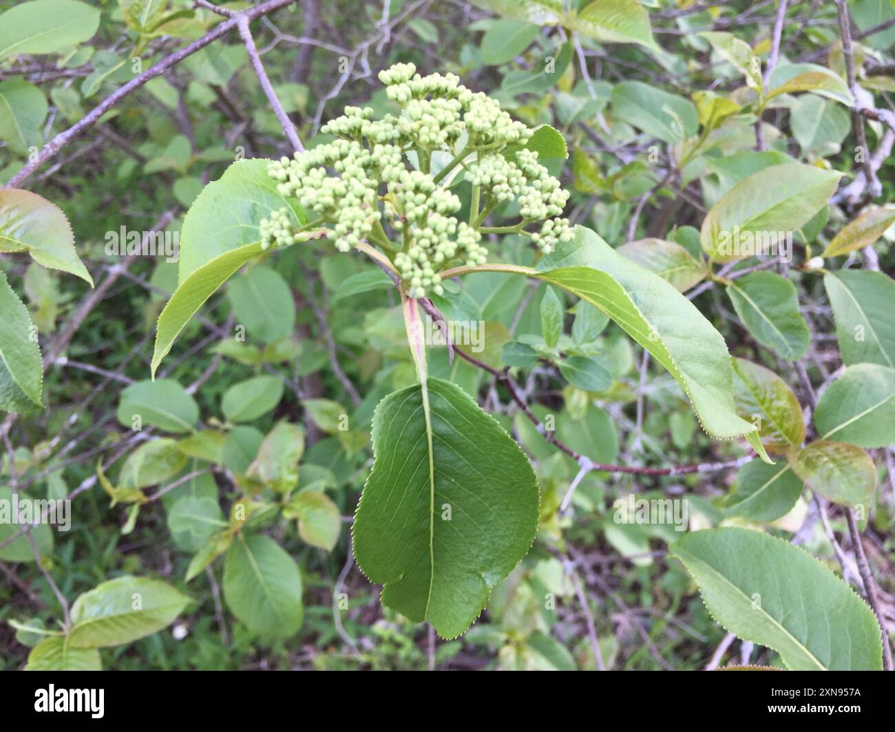 nannyberry (Viburnum lentago) Plantae Stock Photo - Alamy