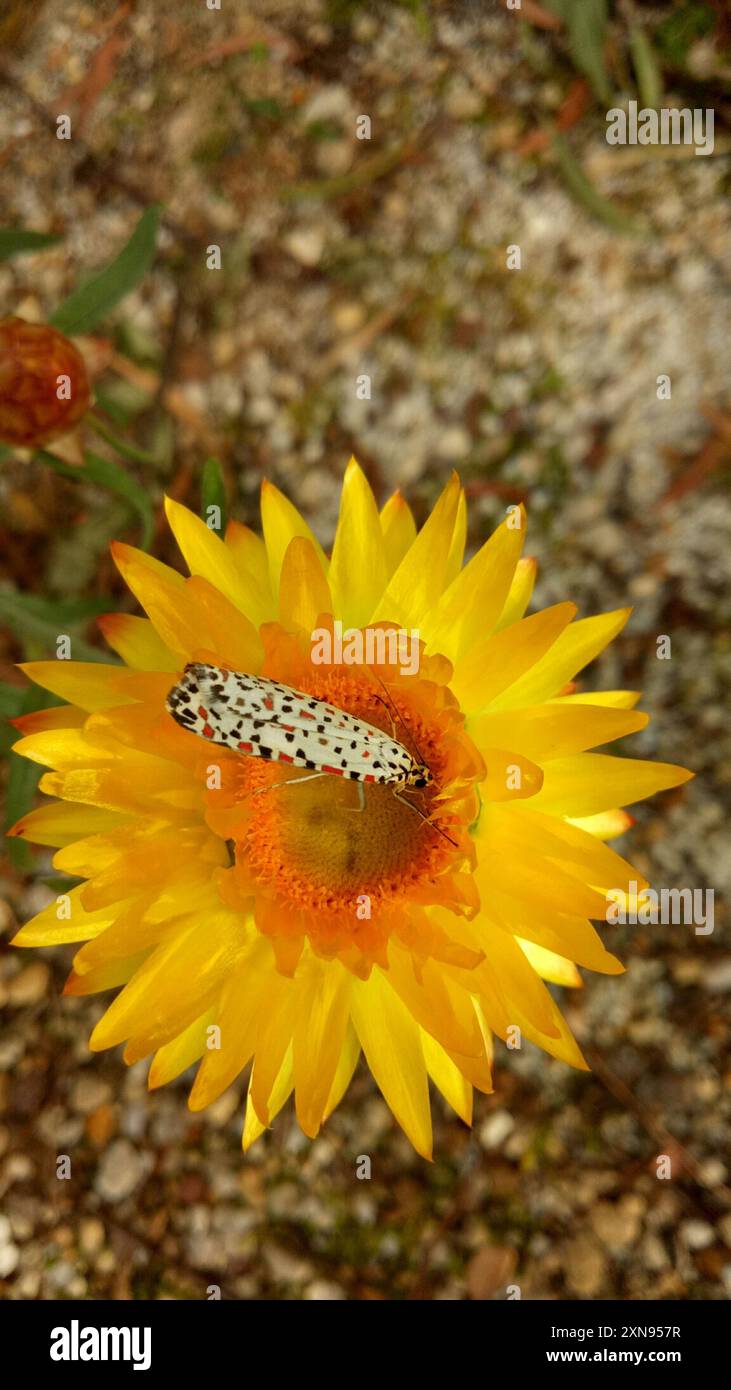 Rattlepod Moths (Utetheisa) Insecta Stock Photo - Alamy