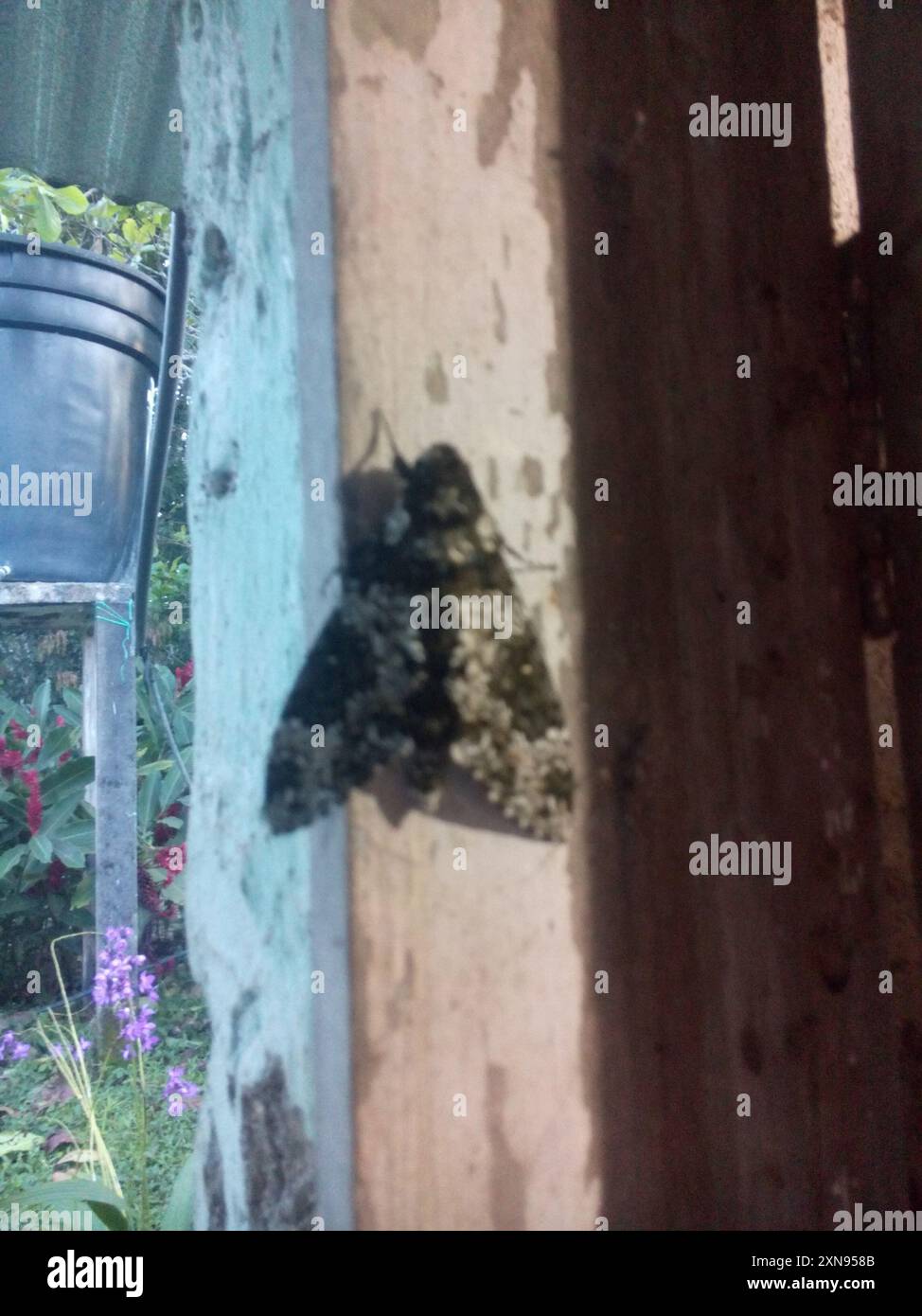 Rustic Sphinx (Manduca rustica) Insecta Stock Photo - Alamy