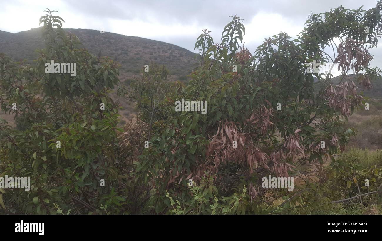 laurel sumac (Malosma laurina) Plantae Stock Photo - Alamy