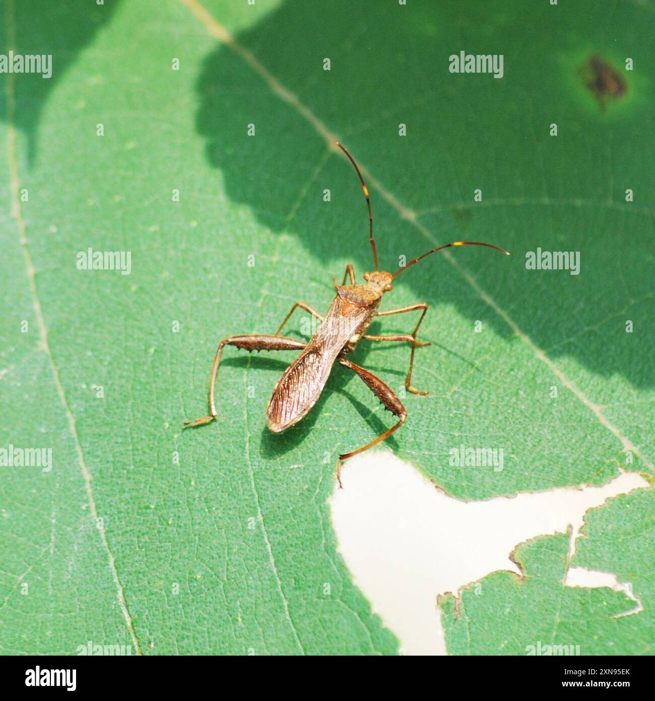 Riptortus pedestris hi-res stock photography and images - Alamy