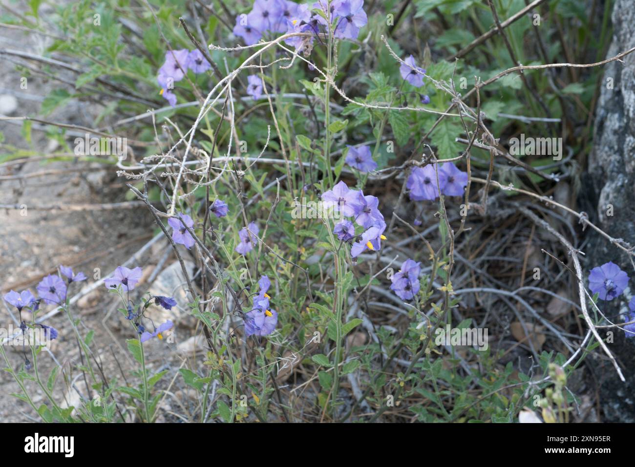 purple nightshade (Solanum xanti) Plantae Stock Photo - Alamy